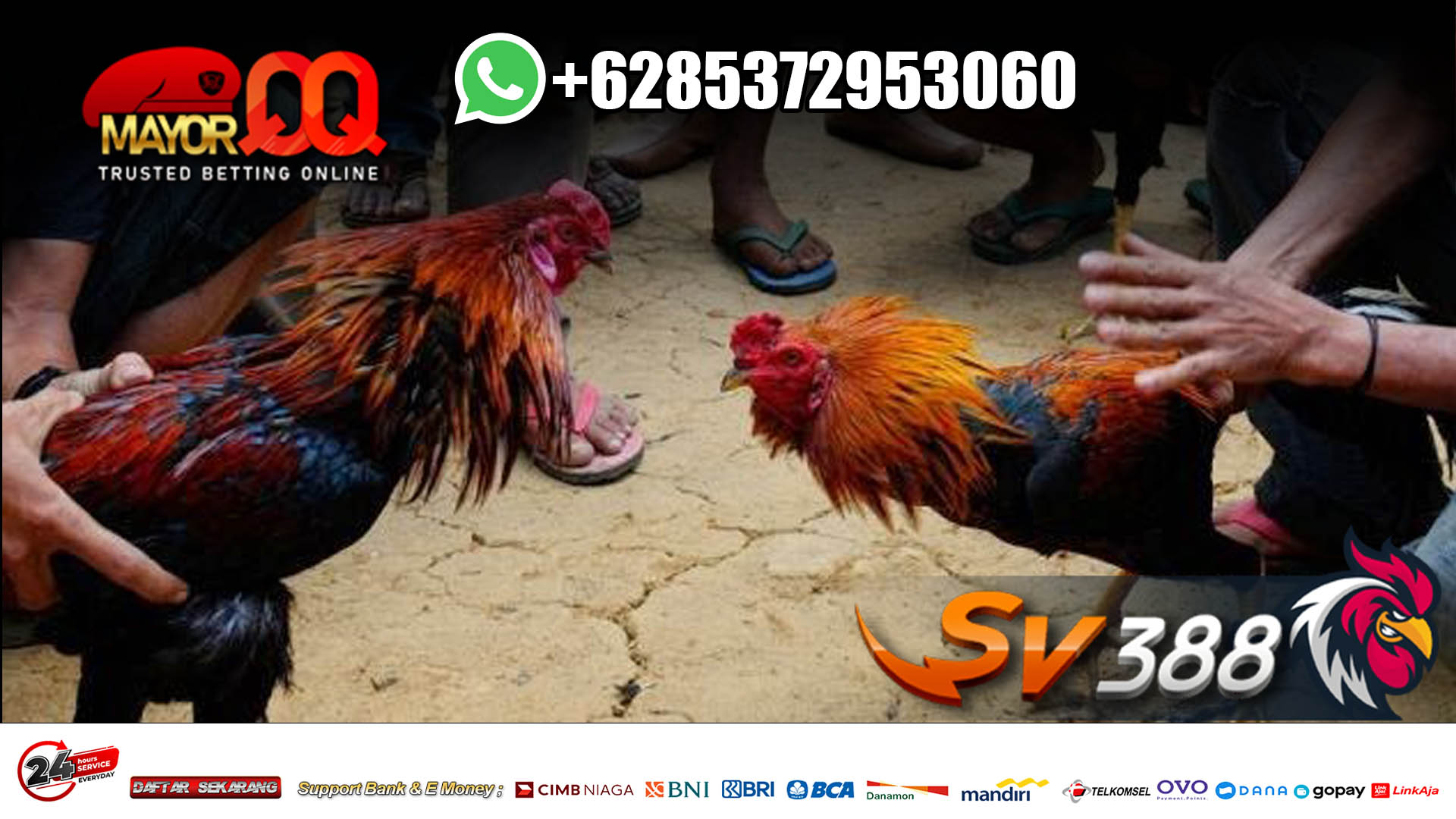Cara Bermain Sabung Ayam Online SV388 - Hkhll Sabung Ayam Online